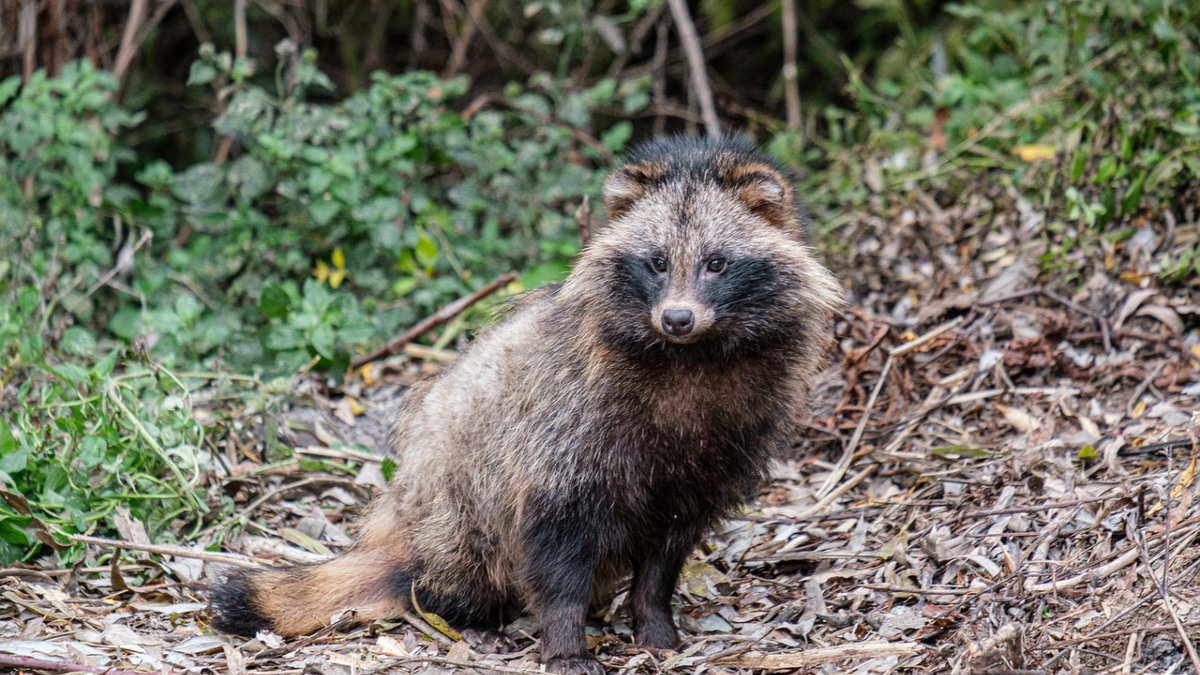 Los perros mapache serían el origen de la pandemia Covid-19, que ...