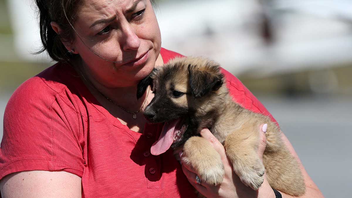 Día Mundial Del Perro ¿por Qué Se Celebra Hoy 21 De Julio Origen E