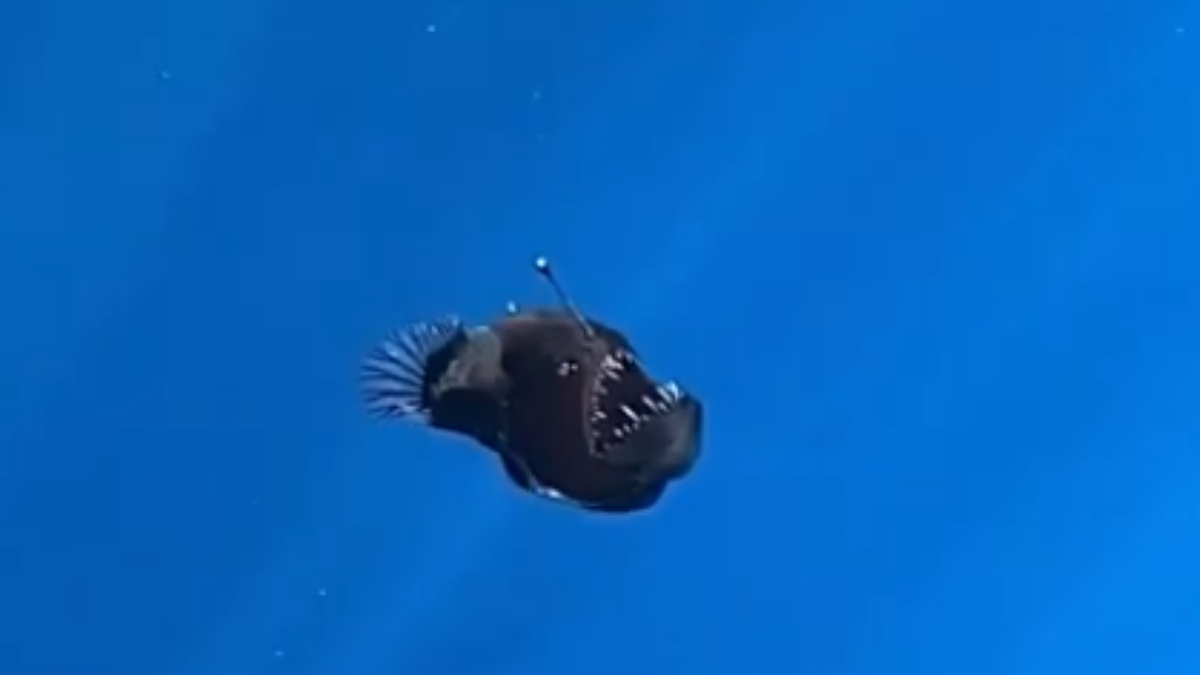 Pez Diablo Negro: ¿Qué es esta especie, dónde se vio y qué tan ...