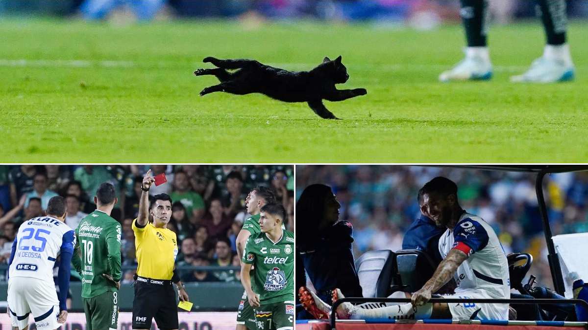 ¿Mal presagio? Un gato negro se mete al León vs Monterrey: ¡James ...